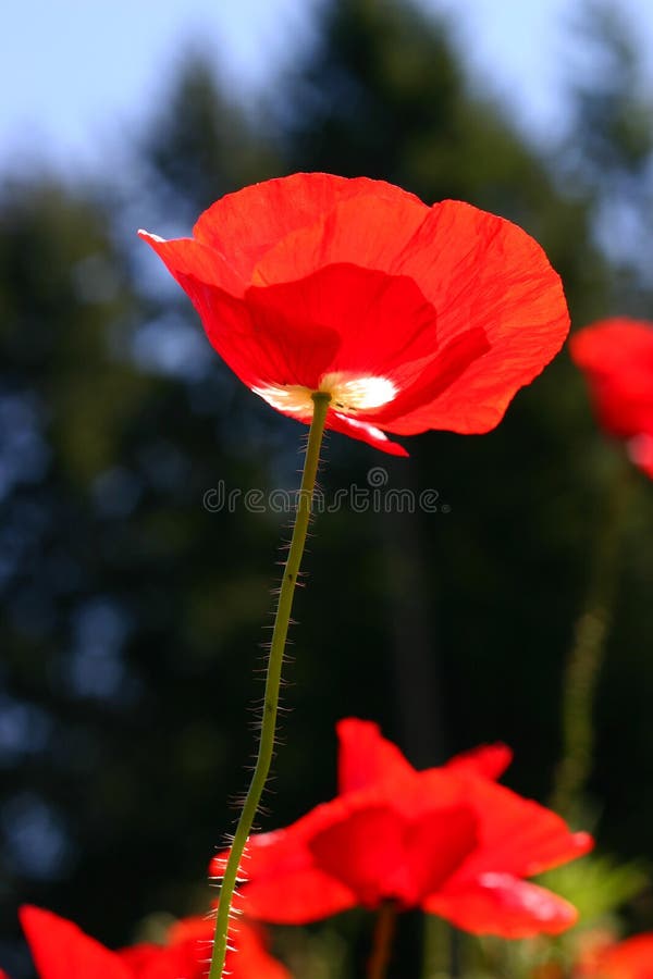 Red poppy stock image. Image of summer, petals, fragile - 771093