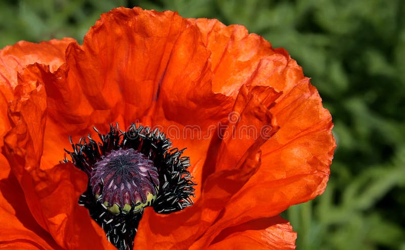 Red poppy stock image. Image of flower, pasture, nature - 7712529