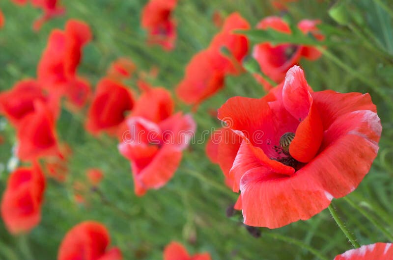 Red poppy stock photo. Image of flora, floral, meadow - 8848124