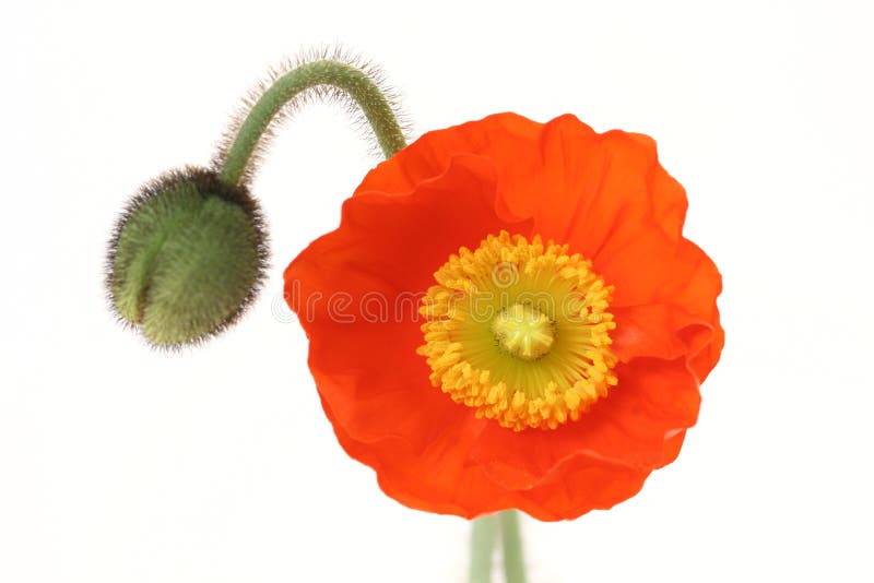 Poppy pods stock photo. Image of green, growing, nature - 158322
