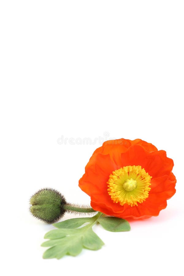 Poppy pods stock photo. Image of green, growing, nature - 158322