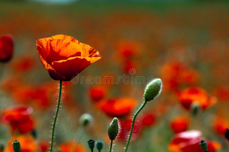 Red poppy stock image. Image of buds, green, greenery - 9639729