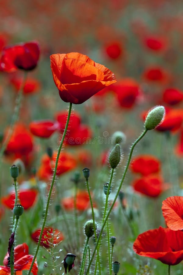 Red poppy stock image. Image of horticulture, stem, growth - 13286333