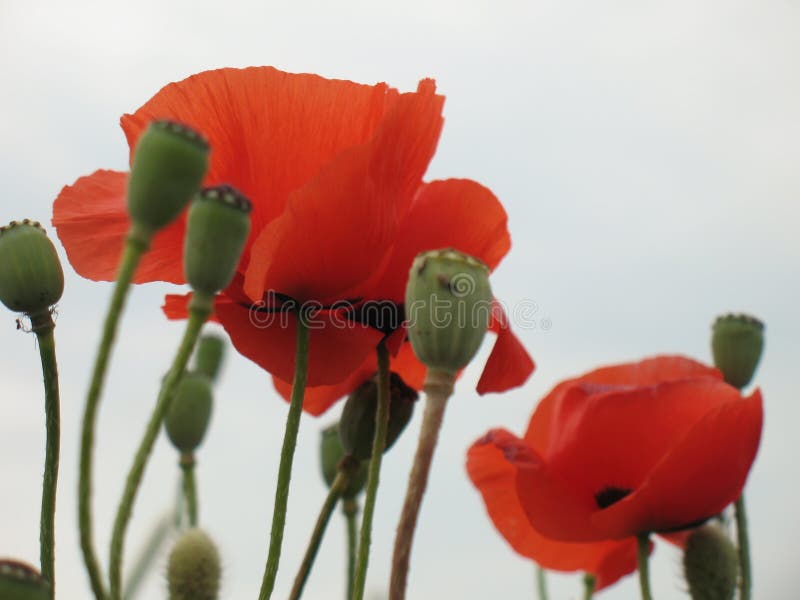 Red poppy stock image. Image of nature, poppies, rural - 9822051