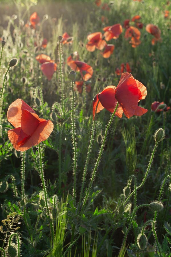 Red poppy stock image. Image of flower, fragility, idyllic - 31590169