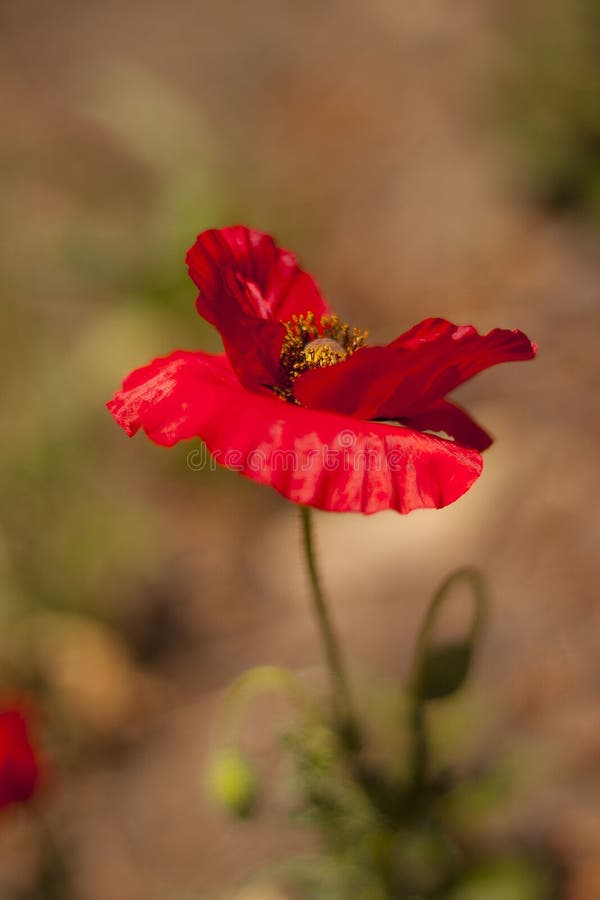 Red Poppy . Beautiful Flower.beautiful. Stock Image - Image of lake ...