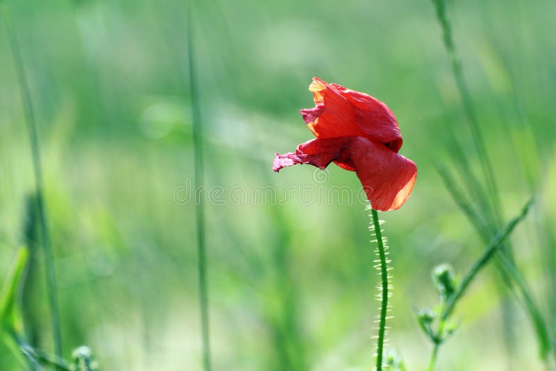 Red Poppy Blown by the Wind Stock Photo - Image of beautiful, herbage ...
