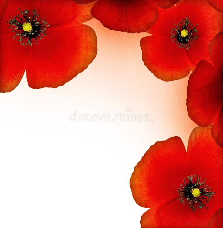 2,785 Poppy Flower Border Stock Photos - Free & Royalty-Free Stock ...
