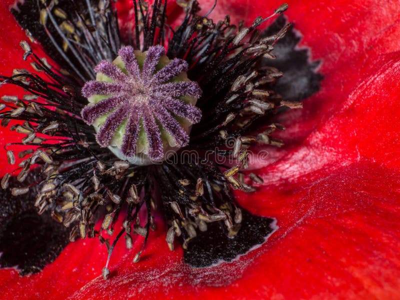 Red poppy close up stock image. Image of closeup, petal - 163534317