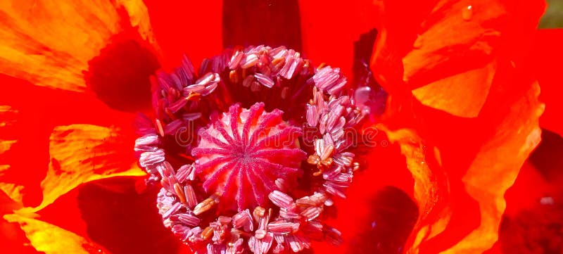 Red Poppy stock image. Image of rose, petal, plant, poppy - 287177911