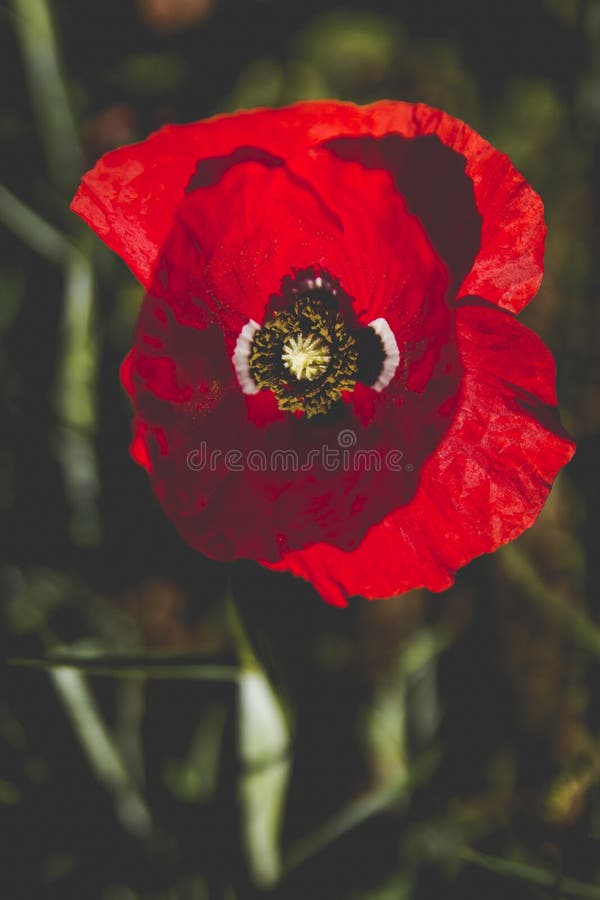 Red poppy close up stock photo. Image of flowers, fading - 126467394