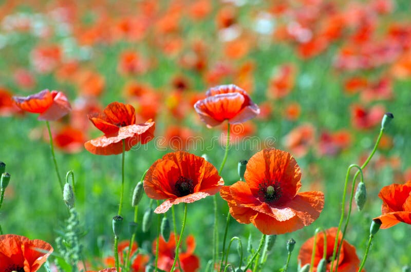 Red poppy stock image. Image of plant, countryside, leaves - 269613507