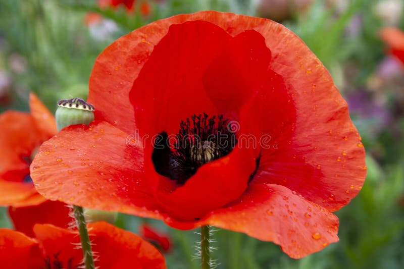 Red poppy closeup stock image. Image of single, field - 156771775