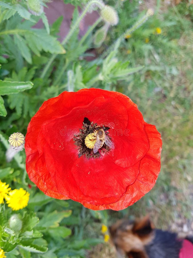 Red Poppy are Common at Lydd on Sea Stock Photo - Image of common, lydd ...