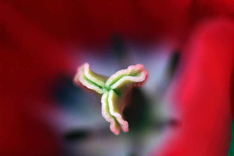 Red poppy core stock photo. Image of core, petal, kernel - 247557862