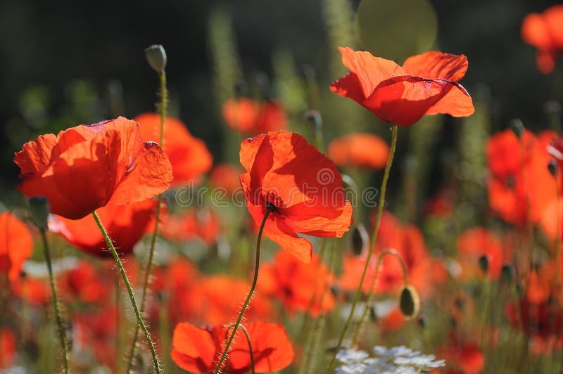 625 Magnificent Poppy Field Stock Photos - Free & Royalty-Free Stock ...