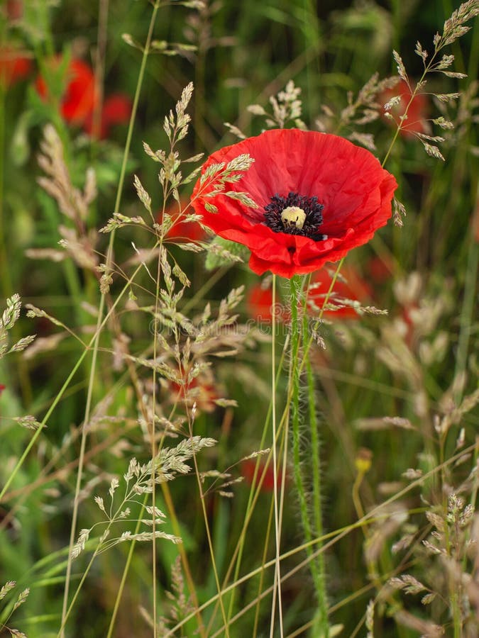 Red Poppy in a Dense Green Grass in the Morning Stock Image - Image of ...