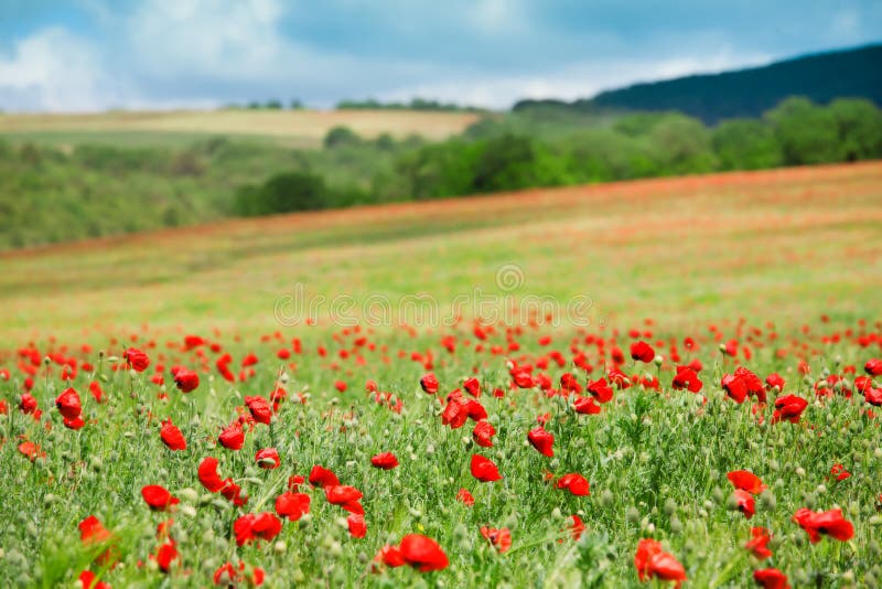 Red poppy field stock image. Image of season, blue, mountain - 13063147