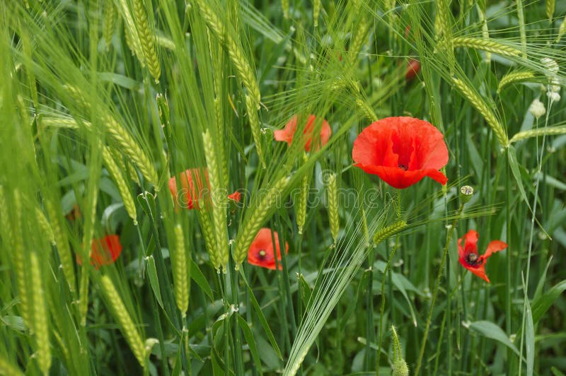 Red Poppy in the field stock photo. Image of fence, blow - 14549592