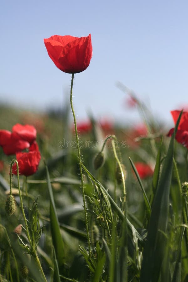 Red poppy field stock image. Image of rural, field, meadow - 15633117