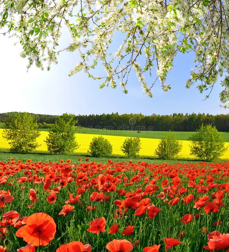 Red poppy field stock photo. Image of flower, scene, farm - 22539992