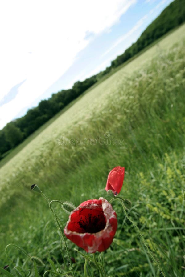 Red poppy in field stock image. Image of papaver, meadow - 2384145