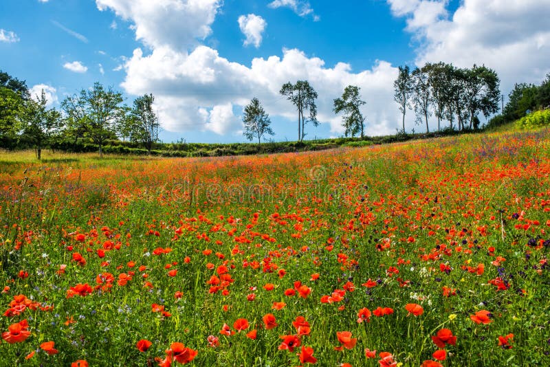 Red poppy field stock image. Image of field, perigord - 26250649