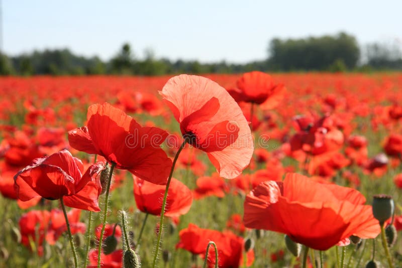 Red poppy field stock photo. Image of green, freedom, environment - 4842512
