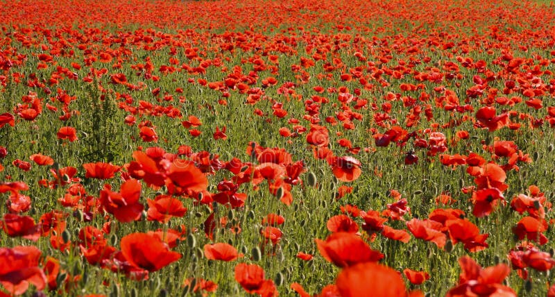 Red poppy field stock image. Image of poppy, flower, kurzeme - 5516275