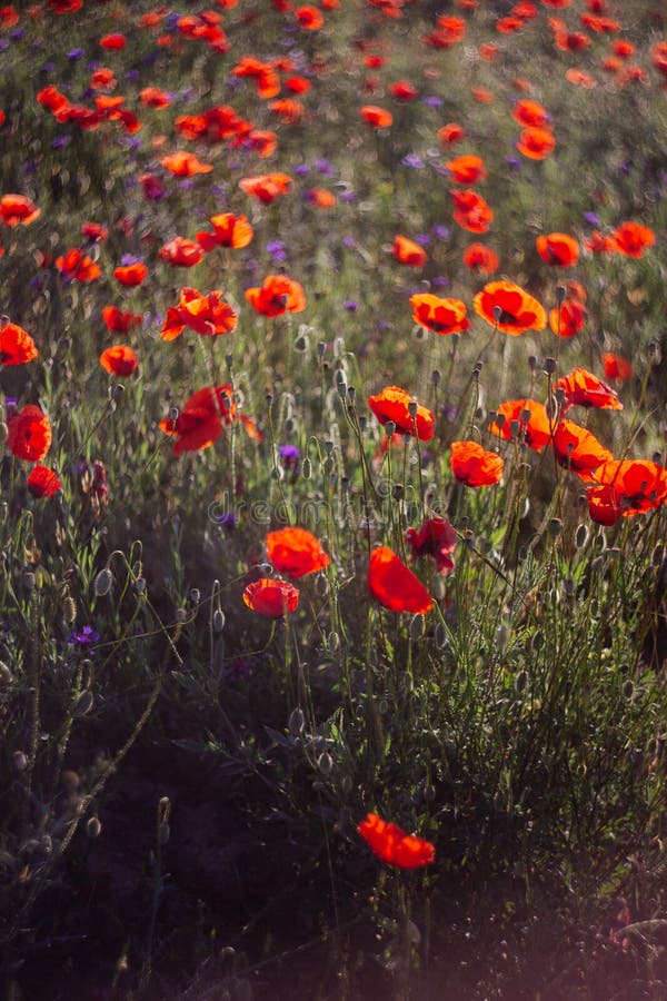 Red poppy in the field. stock photo. Image of agriculture - 119983640