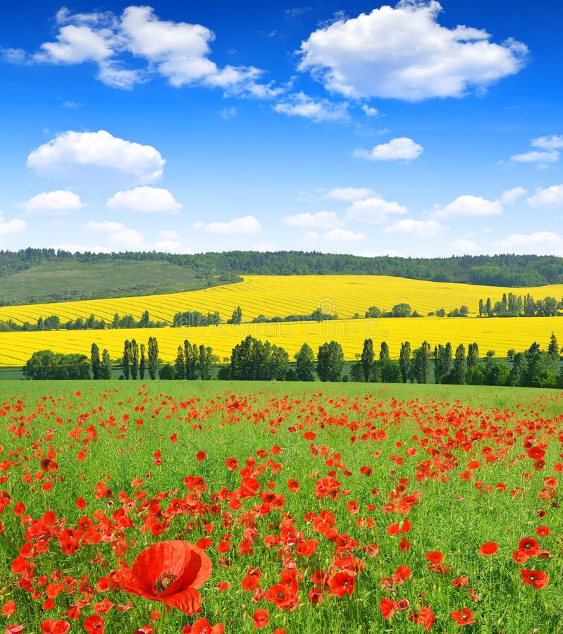Red poppy field stock image. Image of agricultural, outside - 39876653