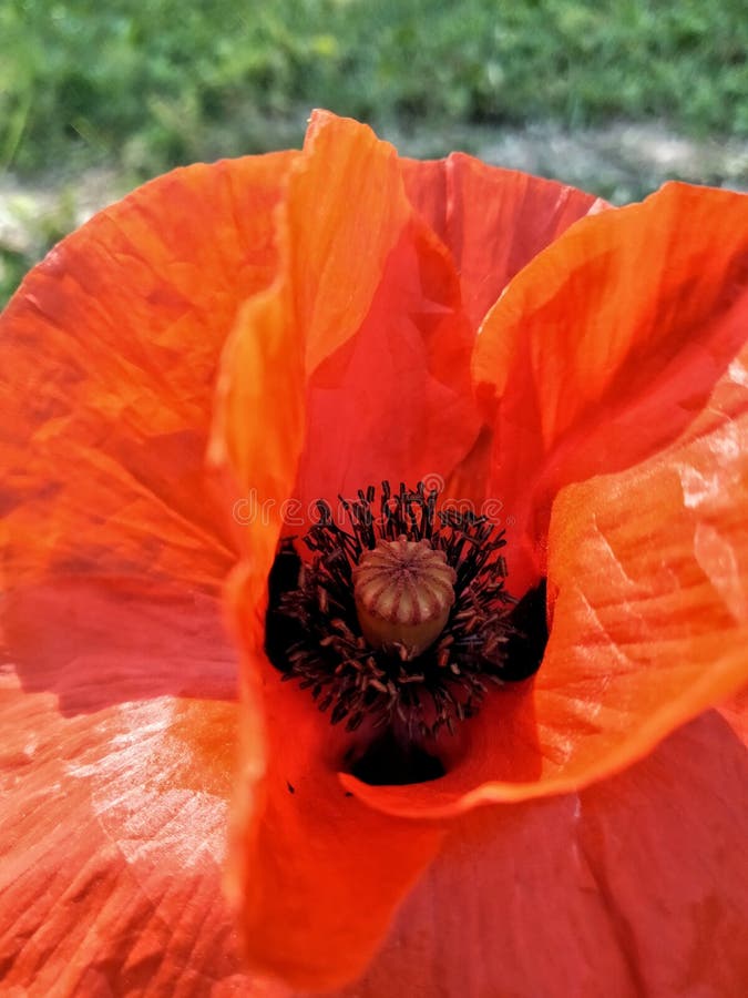 Red poppy in the field stock image. Image of field, thorns - 221654577