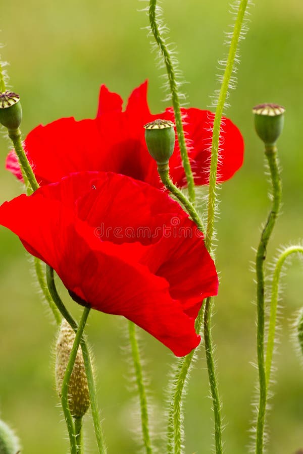 Red poppy in the field stock photo. Image of meadow - 260710410