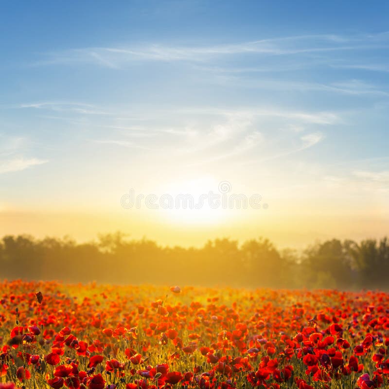 Red poppy field scene stock photo. Image of bloom, panoramic - 68758346