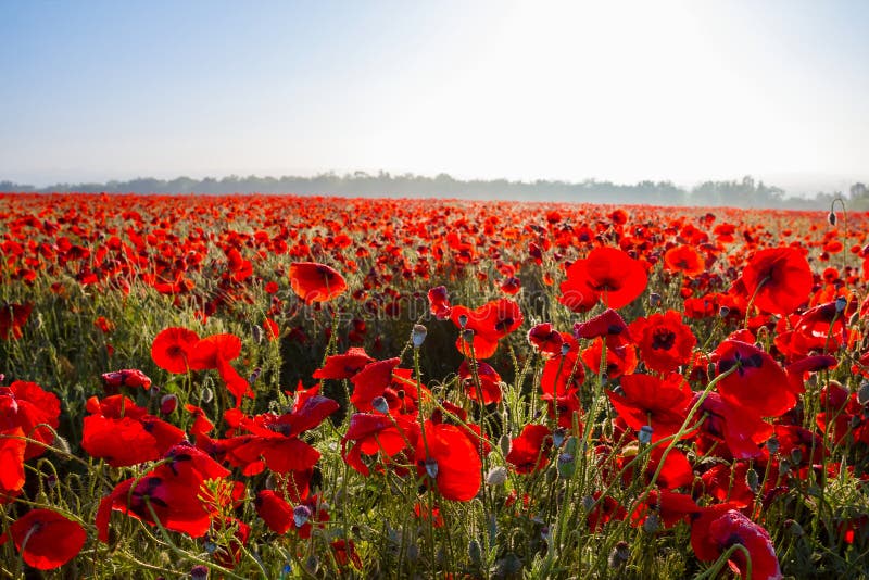Red poppy field scene stock photo. Image of plain, flower - 55867274