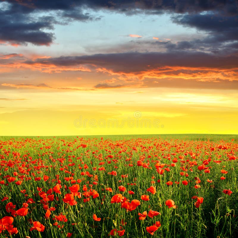 Red poppy field stock photo. Image of outdoor, field - 47238940
