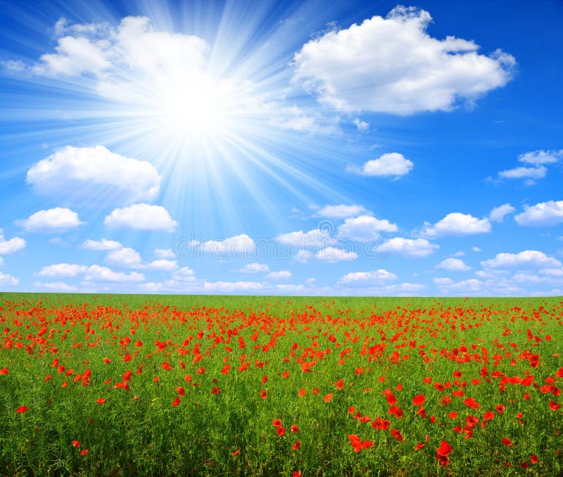 Red poppy field stock photo. Image of countryside, crops - 33876412