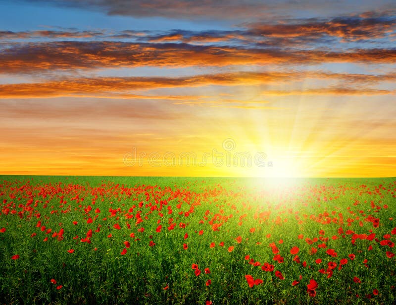 Red poppy field stock image. Image of clear, sunbeam - 34236193