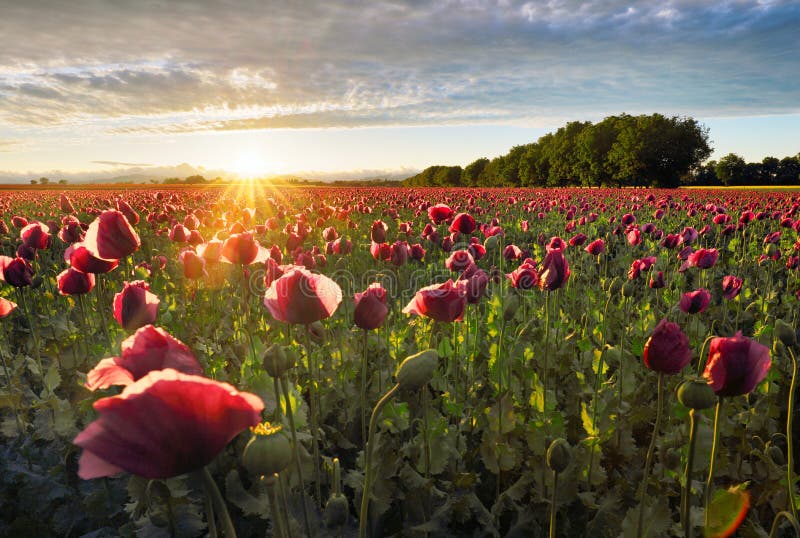 Red Poppy Field at Dramatic Sunset, Nice Flower Landscape Stock Photo ...