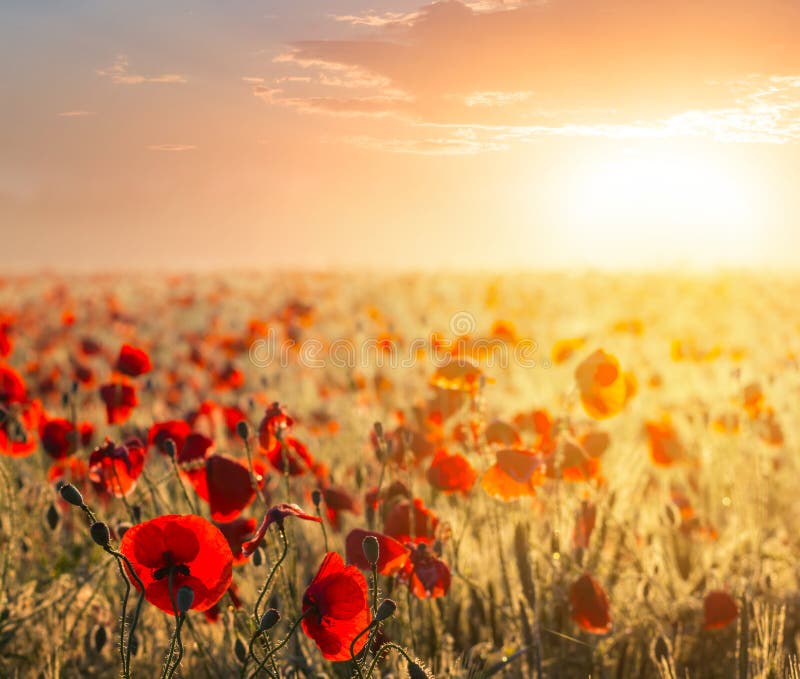 Red poppy field at stock image. Image of quiet, rest - 32657061
