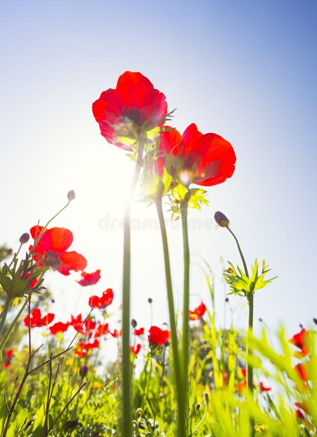 Red Poppy Field Under Summer Sun Stock Image - Image of beam, cloud ...