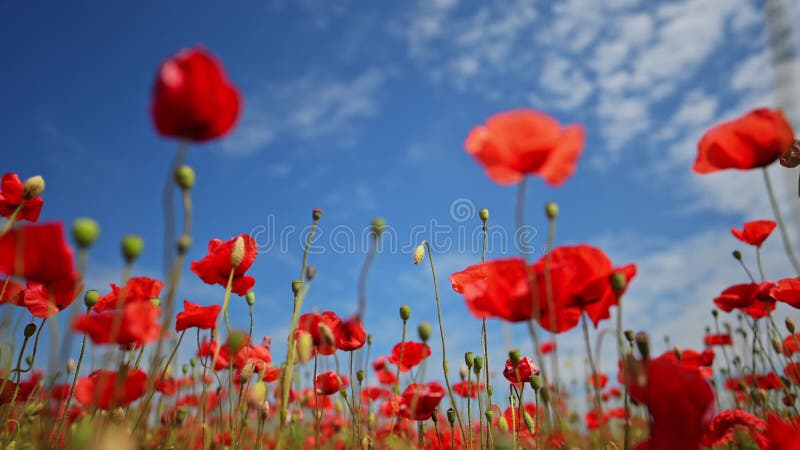 Red Poppy Field Waving Gently Under a Blue Sky with White Clouds in ...