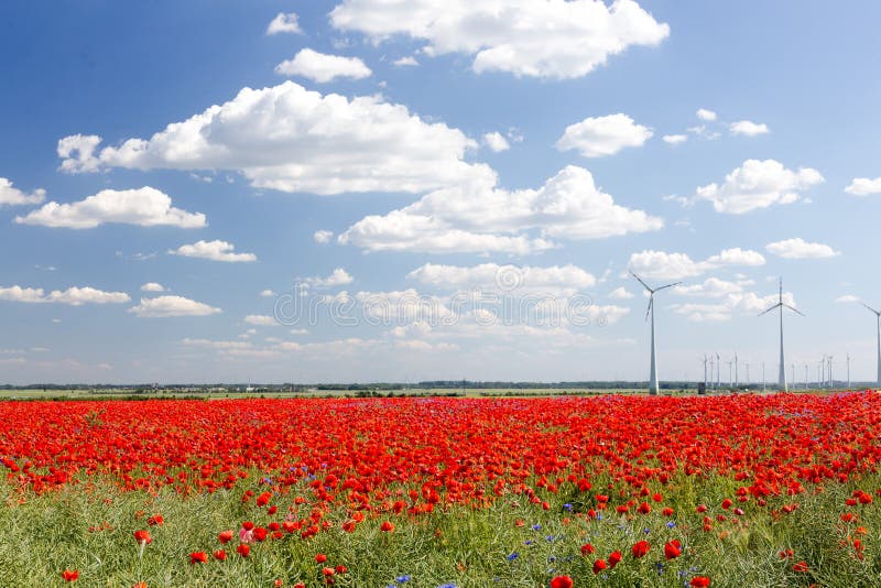 Red poppy fields stock photo. Image of flowering, blossoming - 238933140