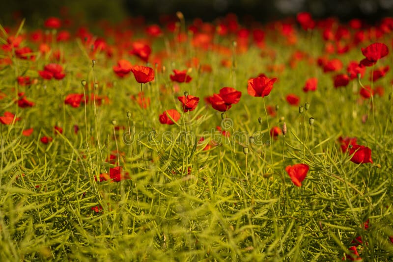Red Poppy Flanders Poppy Corn Poppy Stock Image - Image of beauty ...