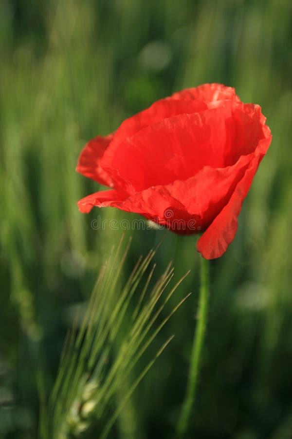 Red poppy flower stock photo. Image of bloom, colored - 2268678
