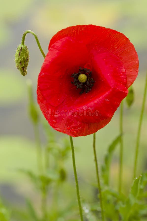 Red Poppy flower stock image. Image of macro, rain, gardening - 25903619