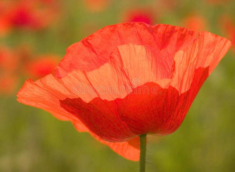 Red Poppy Flower stock image. Image of beauty, light - 27920551