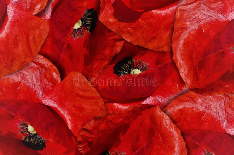 Red Poppy Flower Background Stock Image - Image of blossom, poppy: 42948887