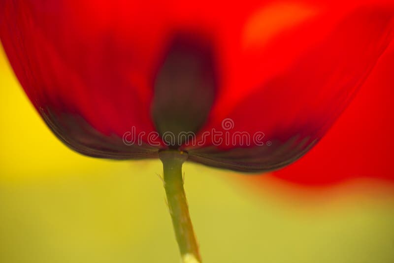 Red poppy flower bottom stock image. Image of close - 151602079