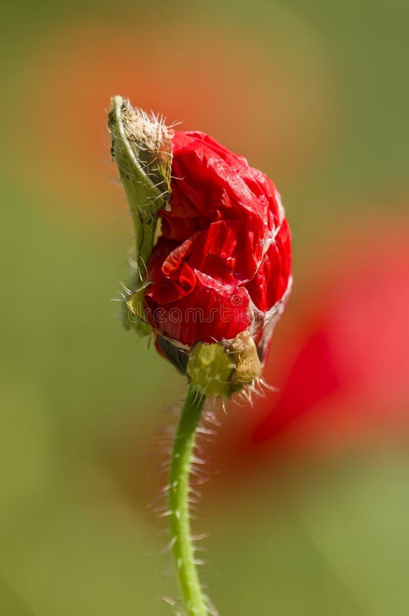 Red Poppy flower bud stock image. Image of gardening - 25903661